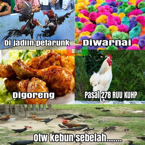 15 Meme Ayam sedang Meratapi Nasib, Bikin Ngakak Deh!