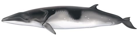 Balaenoptera Bonaerensis 2
