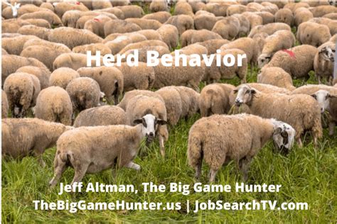 Herd Behavior