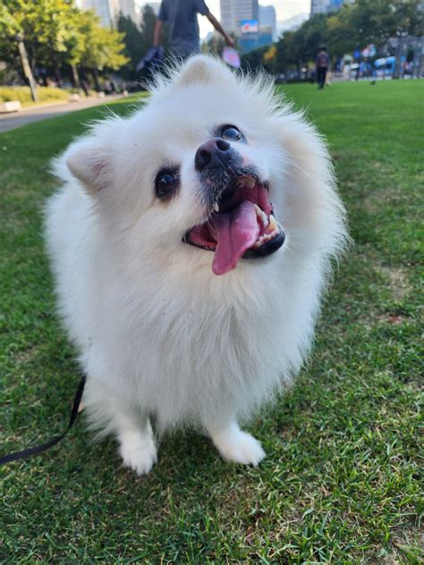 폼피츠 장군이 강아지 책임분양 ♥ 아이조아 유기방지입양 파양 강아지보호소 고양이보호소 무료분양센터