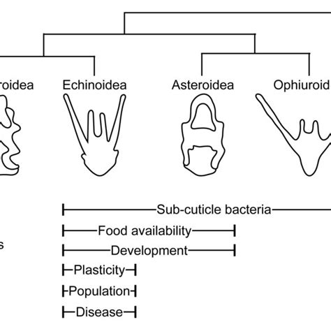 Echinoderm Larvae And Their Symbionts Properties Of Echinoderm