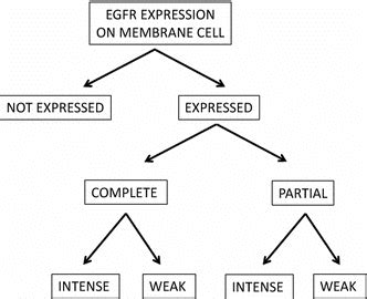 Egfr Expression On Membrane Cell Possible Combination Of Features Download Scientific Diagram