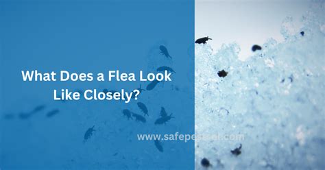 What Does A Flea Look Like Safe Pest Sol