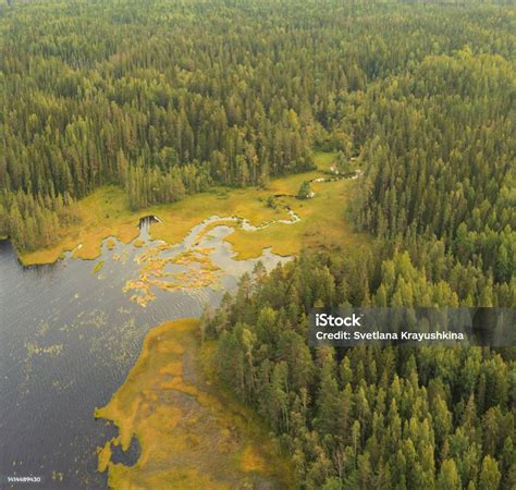 울창한 숲 호수로 흐르는 작은 늪지대 강이있는 타이가 쿼드 콥터에서 바라 보는 상면보기 0명에 대한 스톡 사진 및 기타 이미지 0명 Multicopter 강 Istock