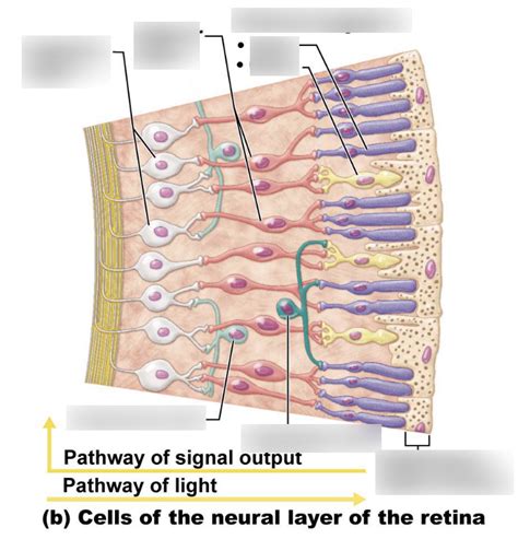 Senses Neural Layers Of Retina Diagram Quizlet