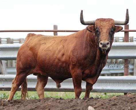 Toro De San NicolÁs 6 De Diciembre 2023 Madrigal De Las Torres Ávila