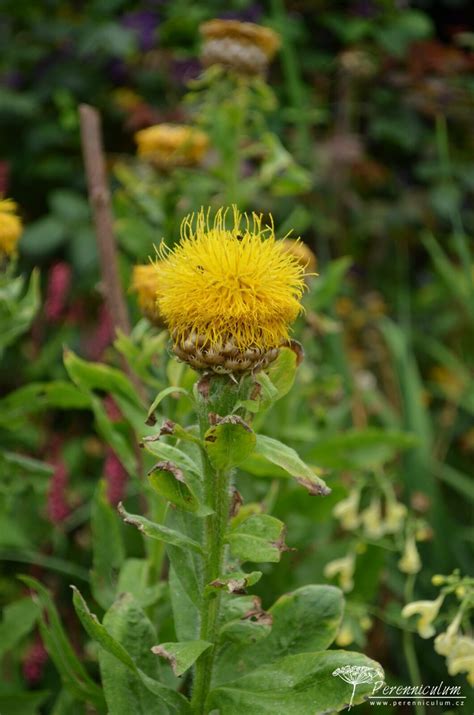 Centaurea Macrocephala Perenniculum