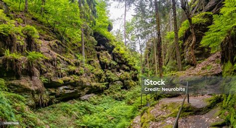독일 작센주 드레스덴 근처 작센 스위스 국립공원의 하이킹 트레일 악마의 방에서 고사리 이끼 이끼 사암 바위가 있는 마법의 마법 같은 동화 속 숲을 파노라마로 감상할 수