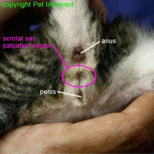 Female Cat Genitalia Diagram