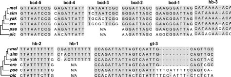 Nucleotide Sequences Of The Cis Elements For Five Bicoid Bcd Three