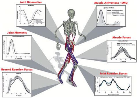 Biomechanics Assignment Help Australia,Biomechanics Assignment Experts