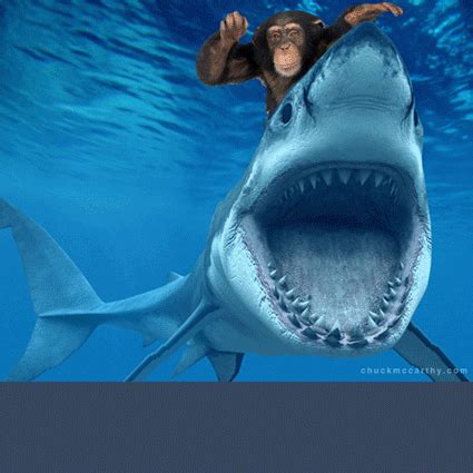 Funny Shark S Tumblr