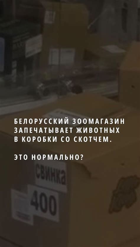 Онлайнер новости события Беларуси истории белорусов сми Видео из минского зоомагазина