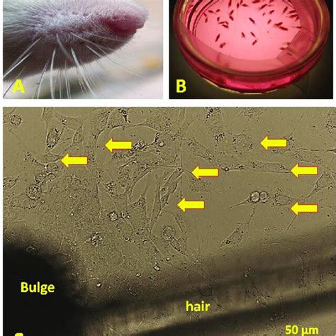 Rat Whisker Pad A Isolated Hair Follicles B And Migrated Stem Download Scientific Diagram