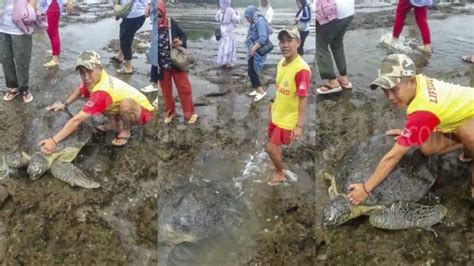 Penyu Hijau Kembali Terdampar di Sindangkerta Tasikmalaya, Ibu-ibu dari Garut Bantu Evakuasi ...