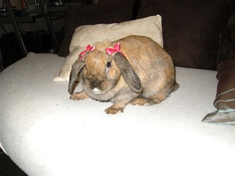 Sally Pretty Bunny By Zlizroswell On Deviantart