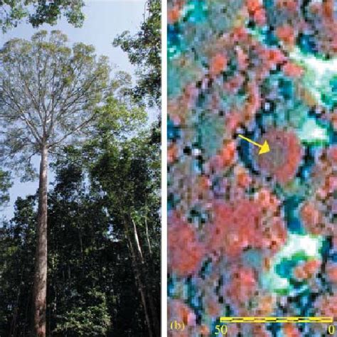 Emergent Tree Crown Diameter 22 M Height Approximately 40 M Trunk