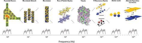 A Scale Invariant Hierarchy From Left Pyramidal Neuron Hz