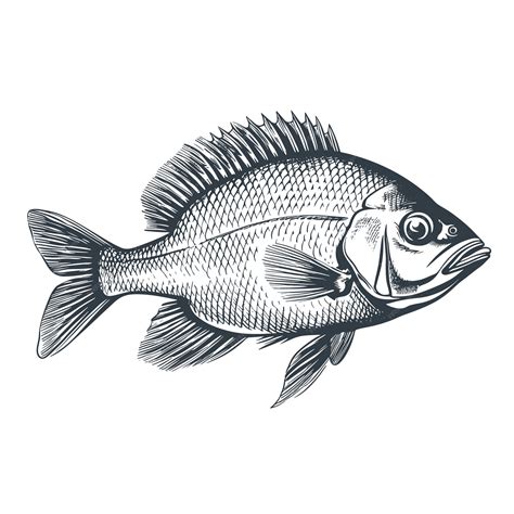 Premium Vector Bream Fish Woodcut Style Drawing Vector