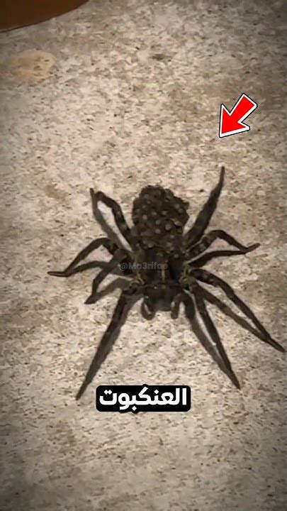 اذا رأيت هذا العنكبوت اهرب بسرعة 😨💀🏃‍♂️ Youtube