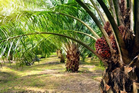 Tree Islands Can Help Prevent Biodiversity Loss In Oil Palm Plantations