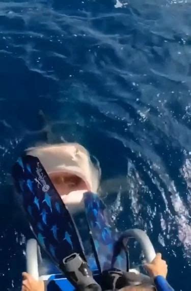 Sometimes It Is Important Not To Rush Ocean Reading Shark Animals