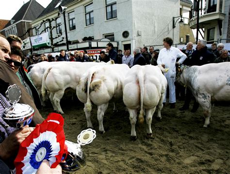 Genetically Modified Animals Will Be On Your Plate In No Time Wired