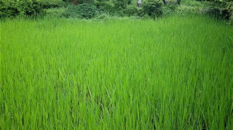 황소개구리 소리 Youtube