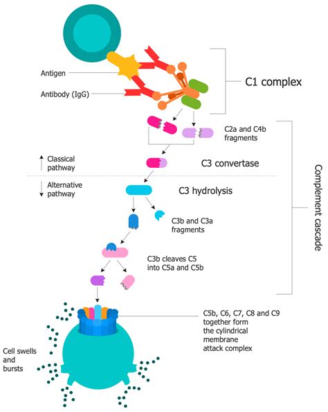 Complement System Immunology Complement System Immune System Diseases