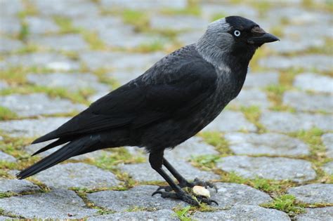 Jackdaw Corvus Monedula Raven Bird Free Photo On Pixabay