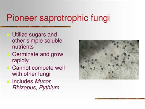 Ppt Ecological Associations Of Hymenomycetes Wood Decay And