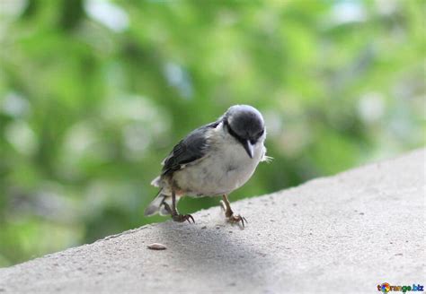 面白い鳥 無料の写真 № 26799