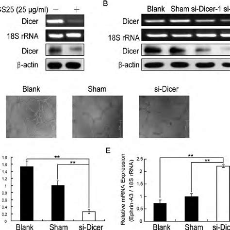 Angiogenesis Rt² Profiler™ Pcr Array Data And Expression Analysis Of Download Scientific