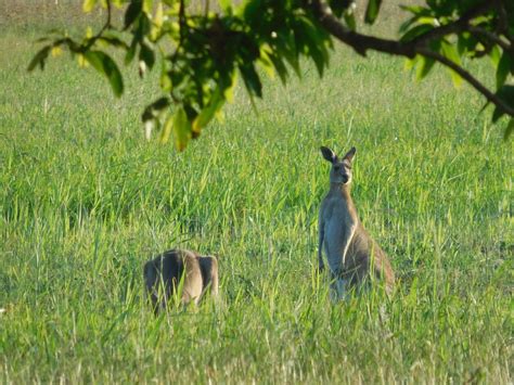 Kanga And Roo By Theextremegoose On Deviantart