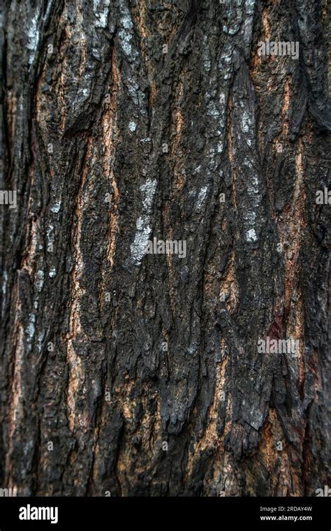Tree Bark Texture Background Stock Image Stock Photo Alamy