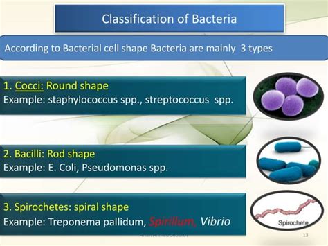 Bacteria Basics Pptx Chemistry Science