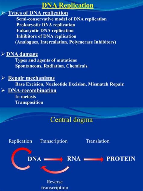 Dna Replication In Prokaryotes Pdf