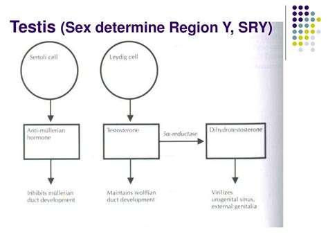 Ppt 生殖系統發育異常及 生殖內分泌學 Powerpoint Presentation Id2966457