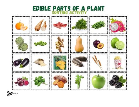 Edible Parts Of A Plant Sorting Activity By Atomic Hotcakes Tpt