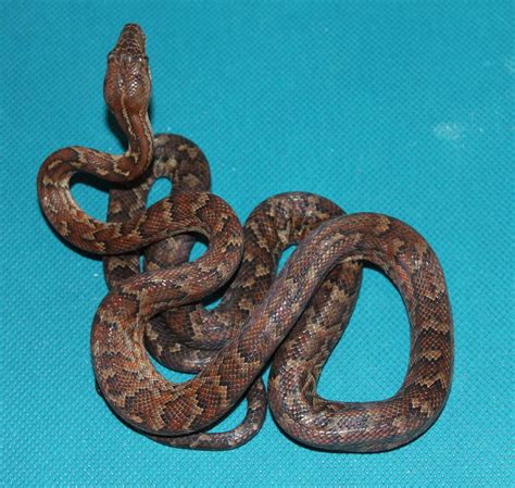 Epicrates Chilabothrus Striatus Other Boa By Traditional Reptiles Morphmarket