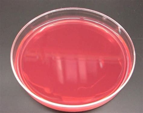 Selective And Differential Media For Identifying Microorganisms Theory Microbiology Virtual