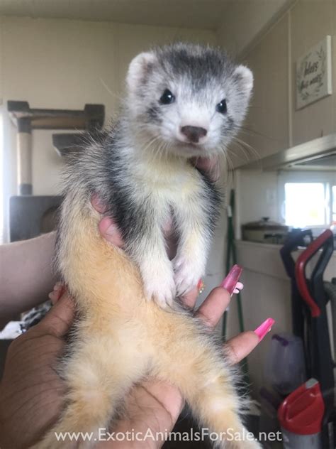 Ferret Kits For Sale