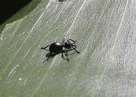 Tiny Black Weevil Myrmacicelus Sp