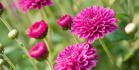 Chrysanthemum Chrysanthemum