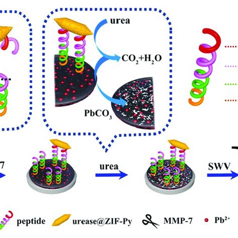 The Fabrication Process Of The Anti Fouling Electrochemical Biosensor