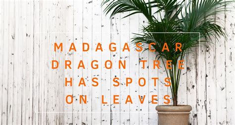 Madagascar Dragon Tree Has Spots On Leaves Reasons And Solutions