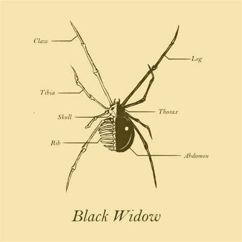 Black Widow Anatomy Fine Art Print Trybyk Art