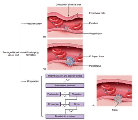 What Occurs During The Initial Phase Of Hemostasis At Sandy Pratt Blog