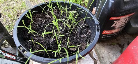 100 Pcs Fuchsia Premium Seeds White Blue Red