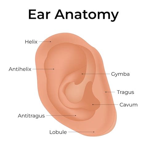 Ear Anatomy Helix Antihelix Antitragus Lobule Gymba Tragus Cavum Vector